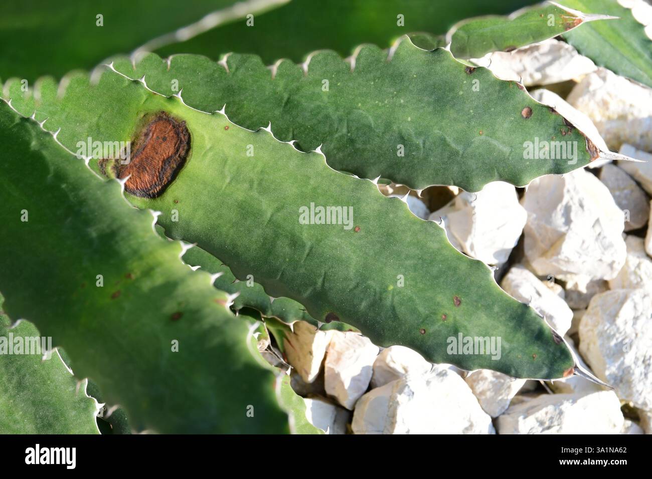 Cold burn seen on a plant of the Asparagaceae family in a garden Stock ...