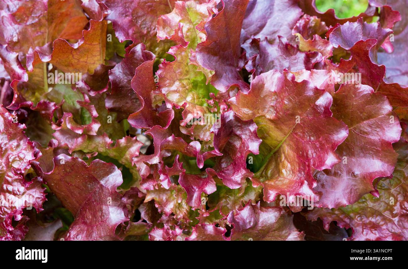 Red and green leaves of lettuce, close up in vegetable field. Nature ...
