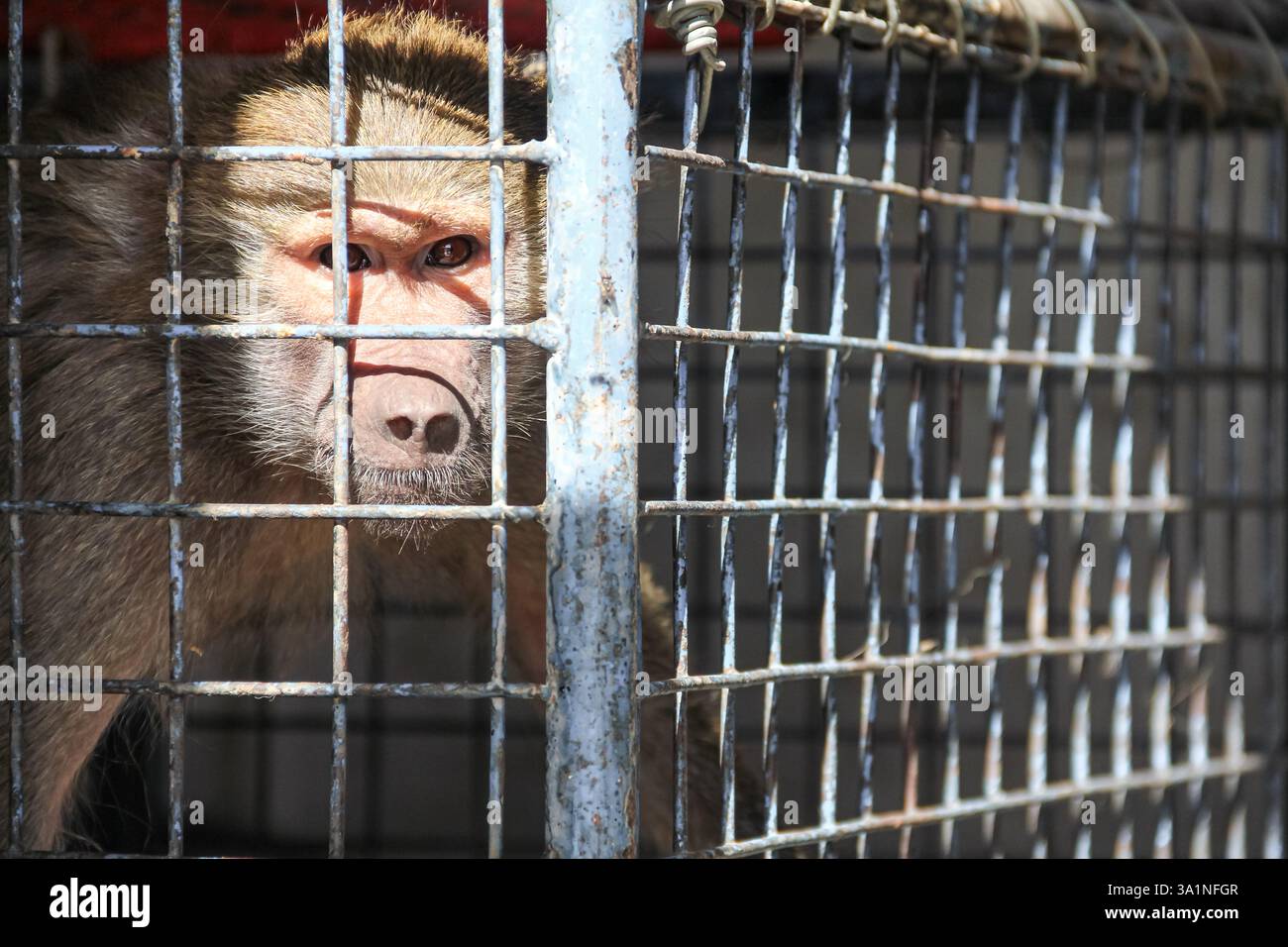 The photograph depicts a close-up view of a monkey behind steel bars ...