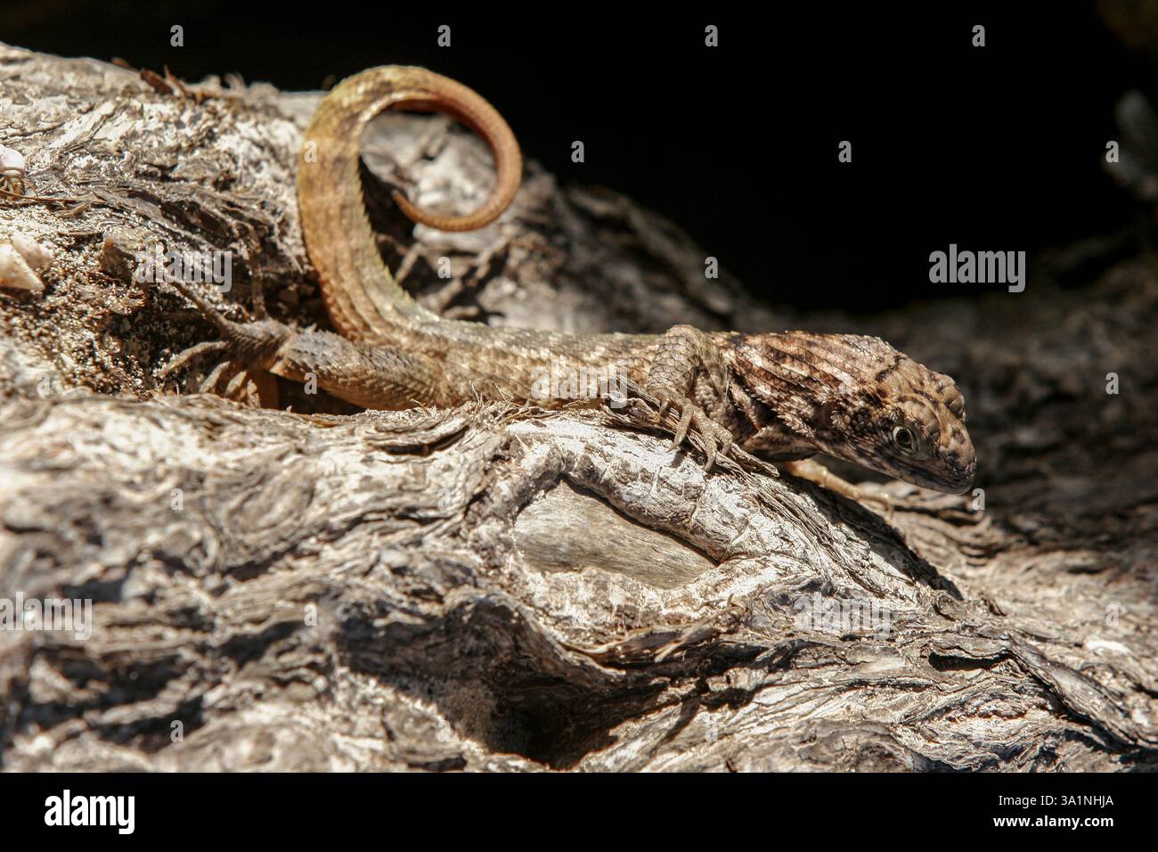 Cuban brown curlytail, Leiocephalus cubensis relaxing on a tree in Cuba ...