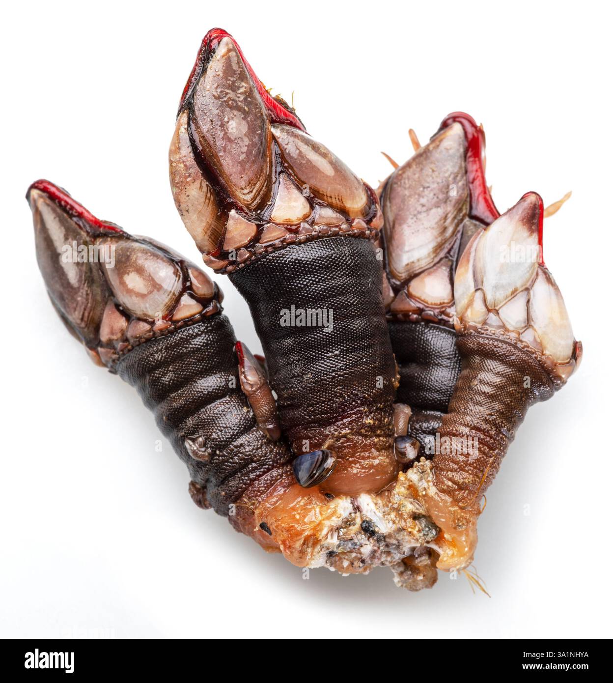 Raw goose barnacles close up isolated on white background. Delicacy ...