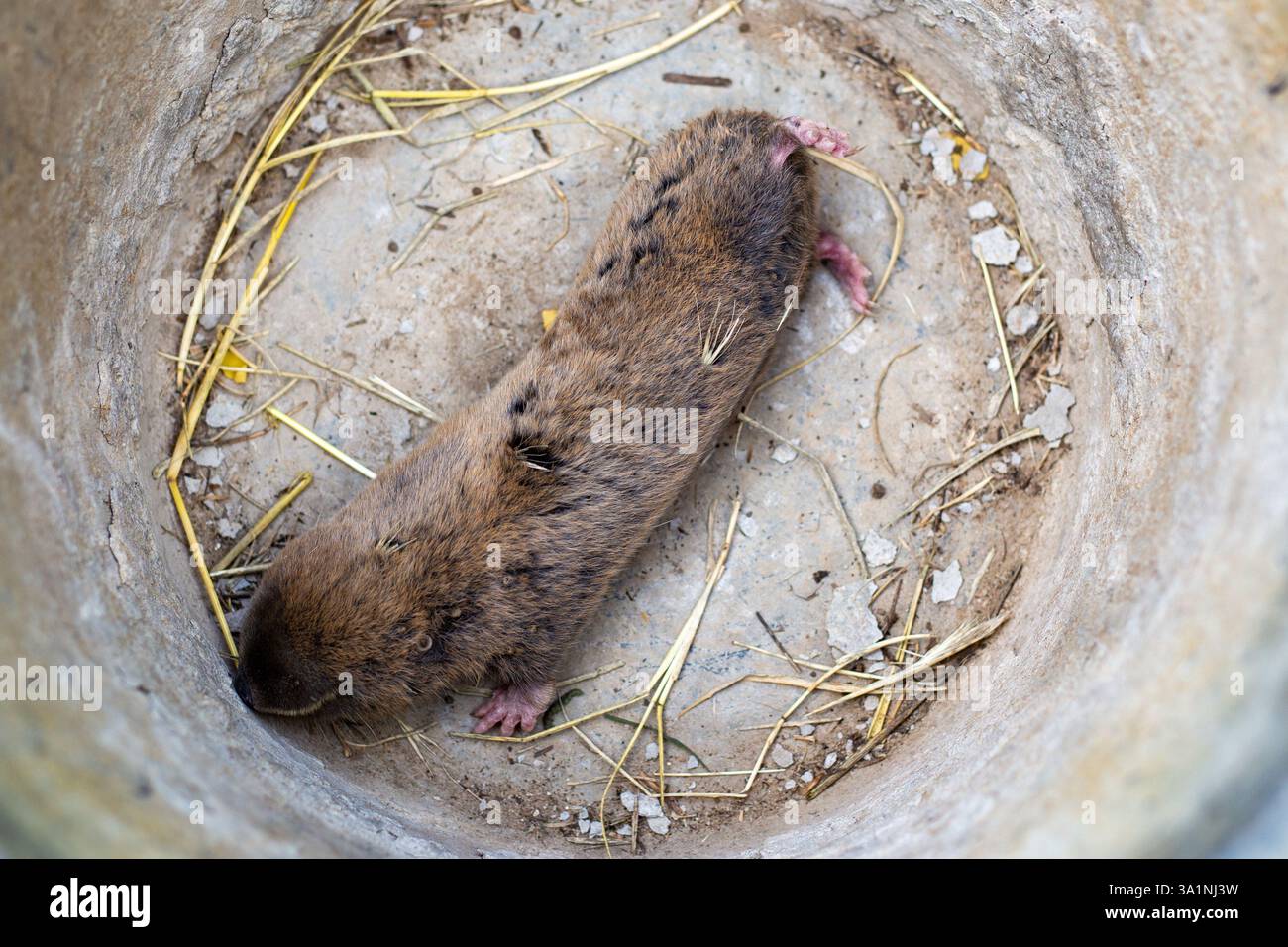 Animal rodent common mole rat caught in a bucket. Pest of agricultural ...