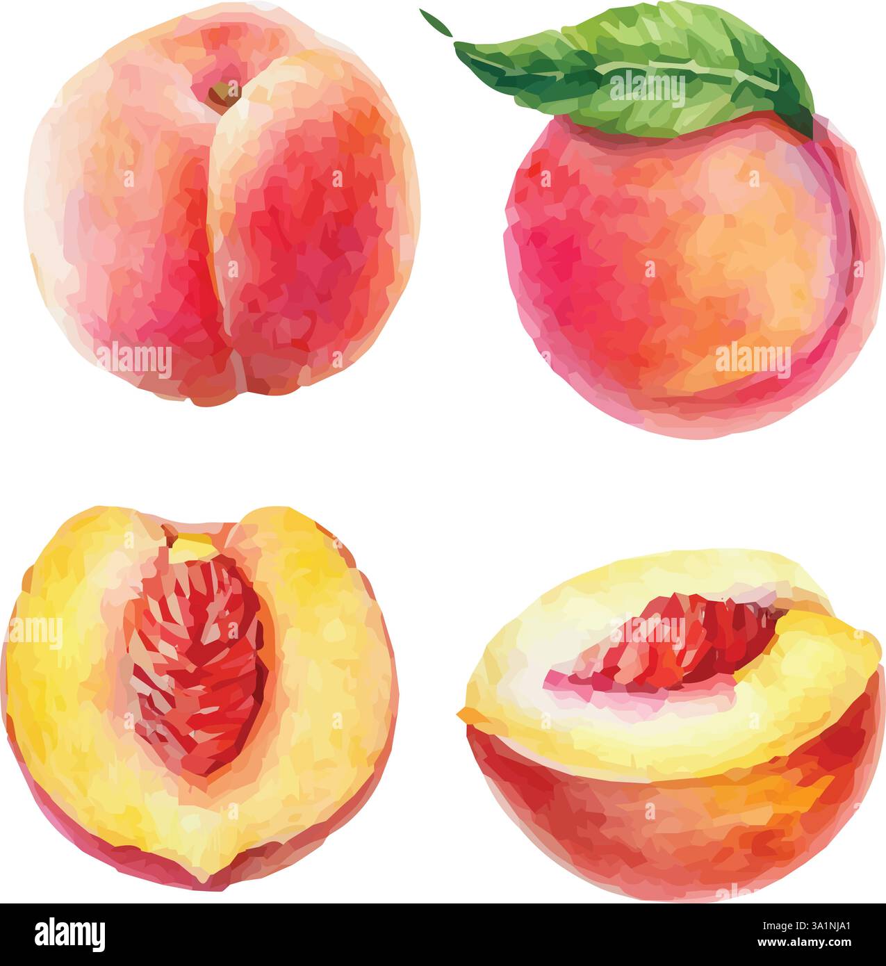Set of Watercolor Vector Illustrations of Peaches Stock Vector Image ...