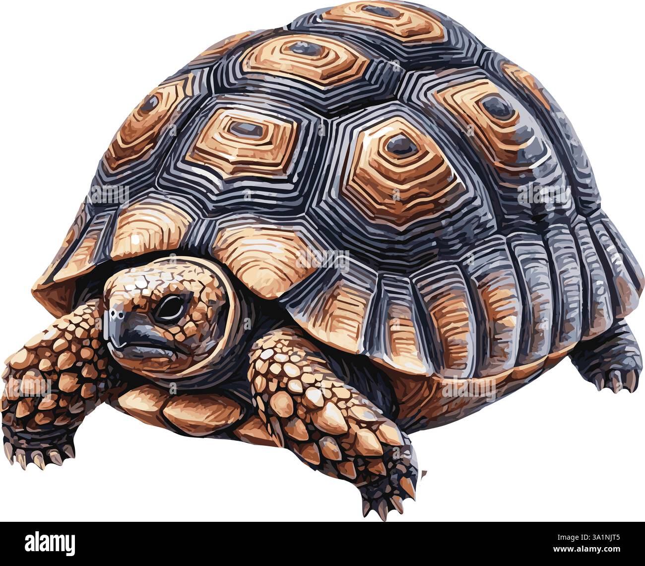 Vector illustration of a realistic turtle Stock Vector Image & Art - Alamy