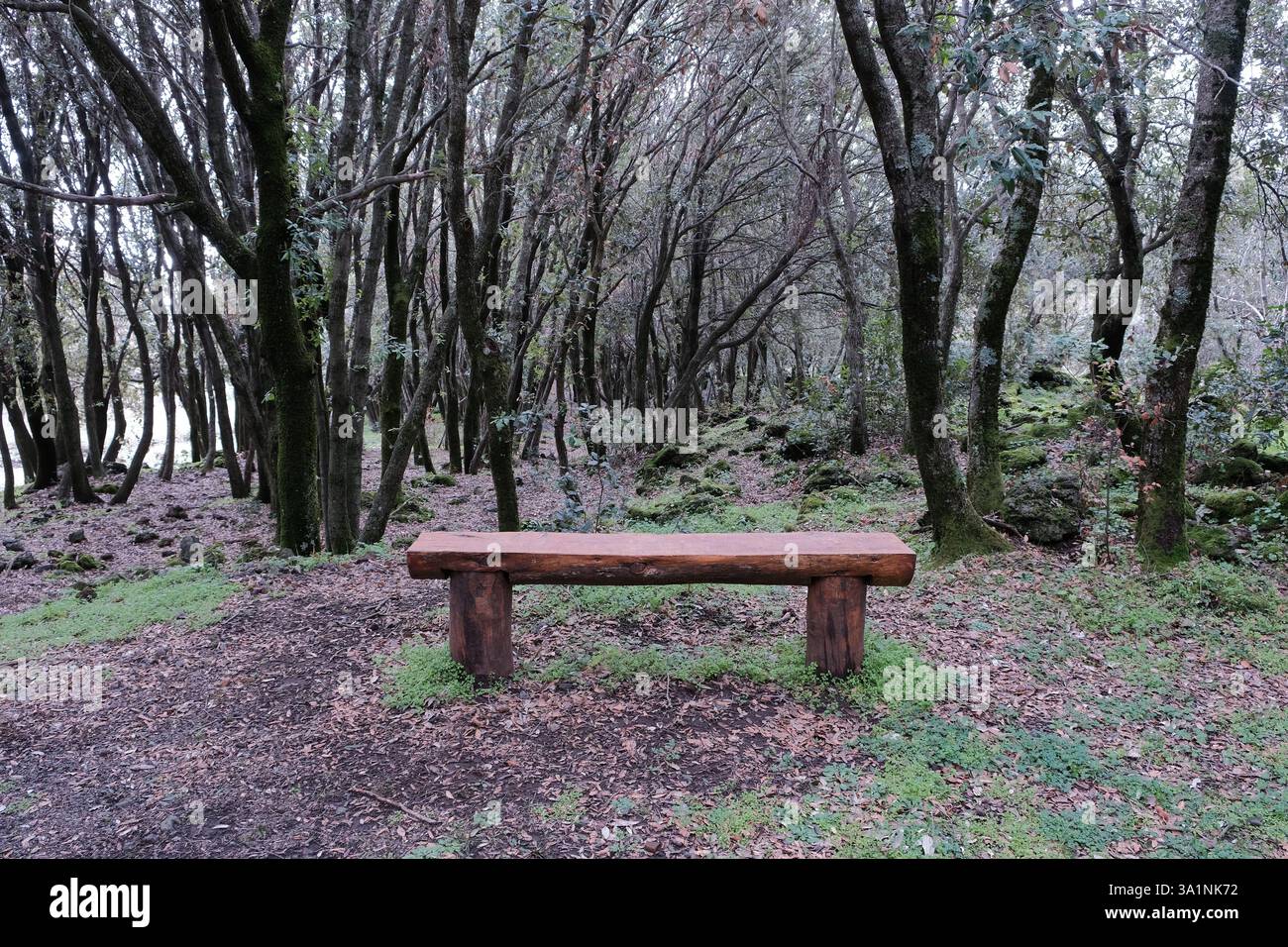 rustic wooden bench in a woods of Etna Park, Sicily, Italy Stock Photo ...