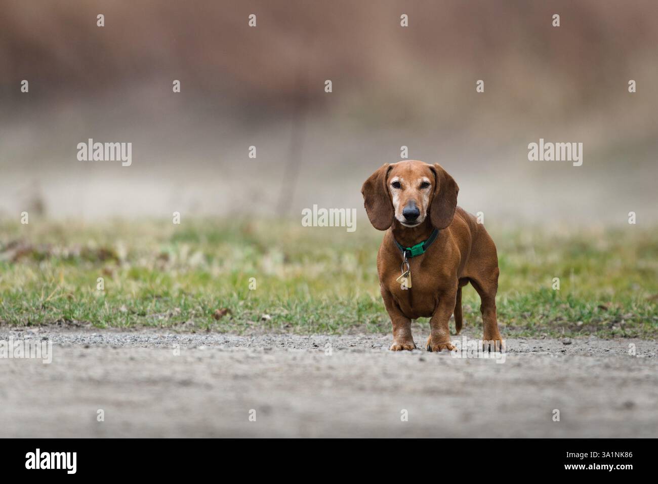 Old dachshund aka badger dog is looking to the camera. Copy space for ...