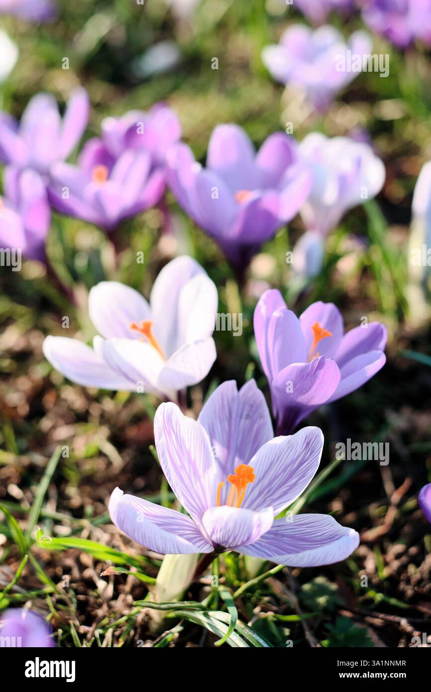 Spring purple and white crocus growing through a lawn under a tree in ...