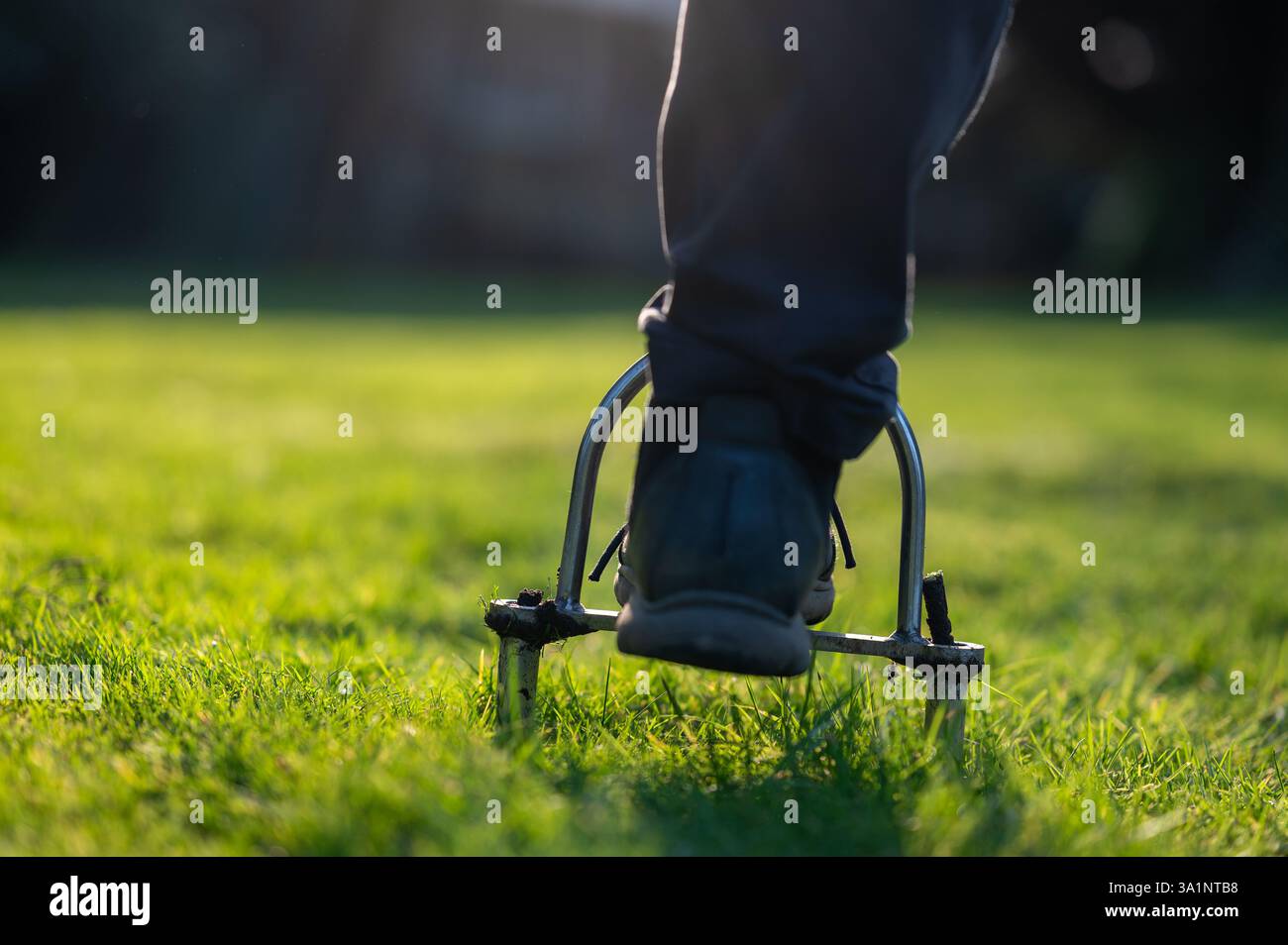 Man uses a hand aerator in the garden to punch out holes which improves ...