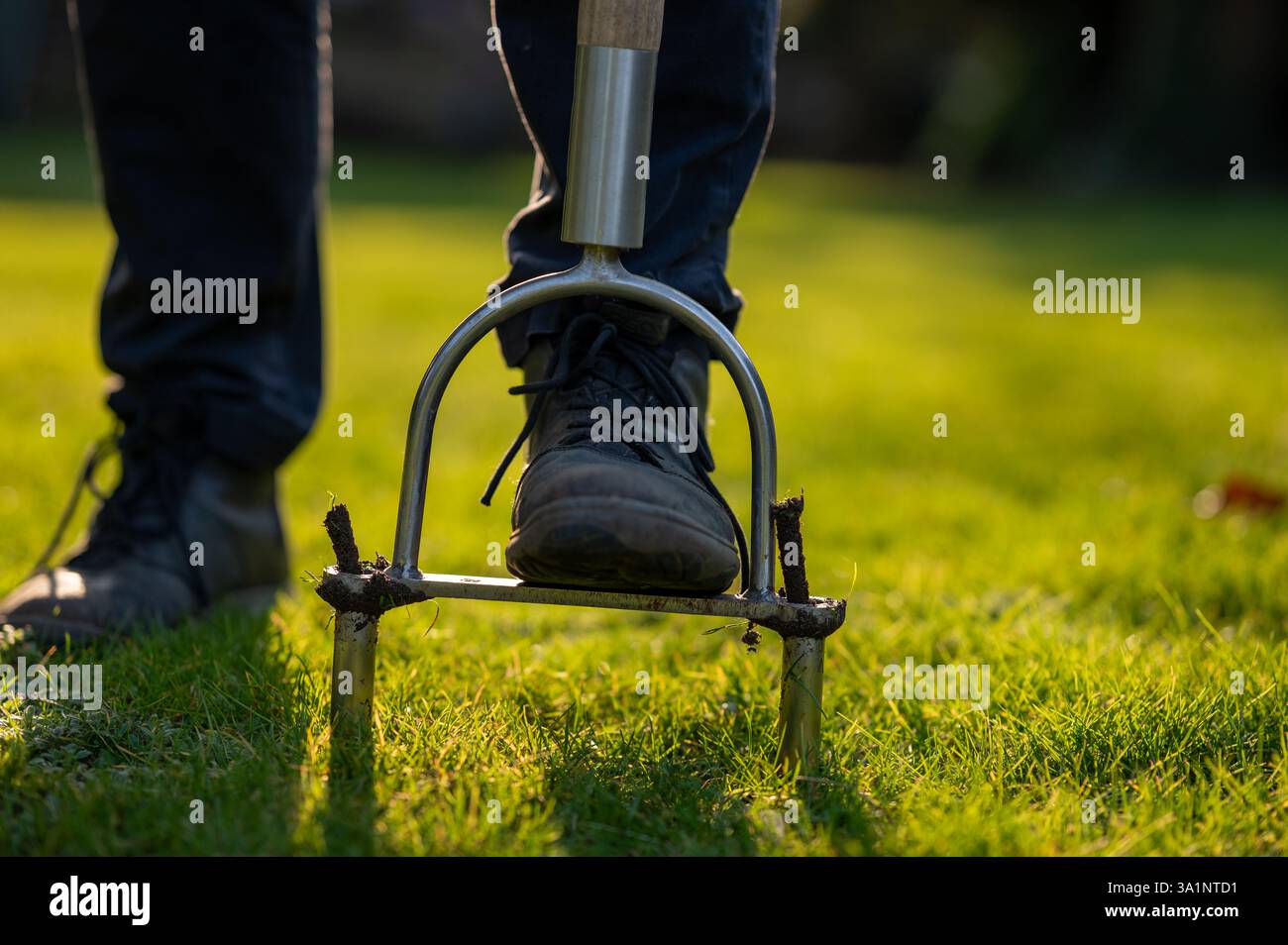 Man uses a hand aerator in the garden to punch out holes which improves ...