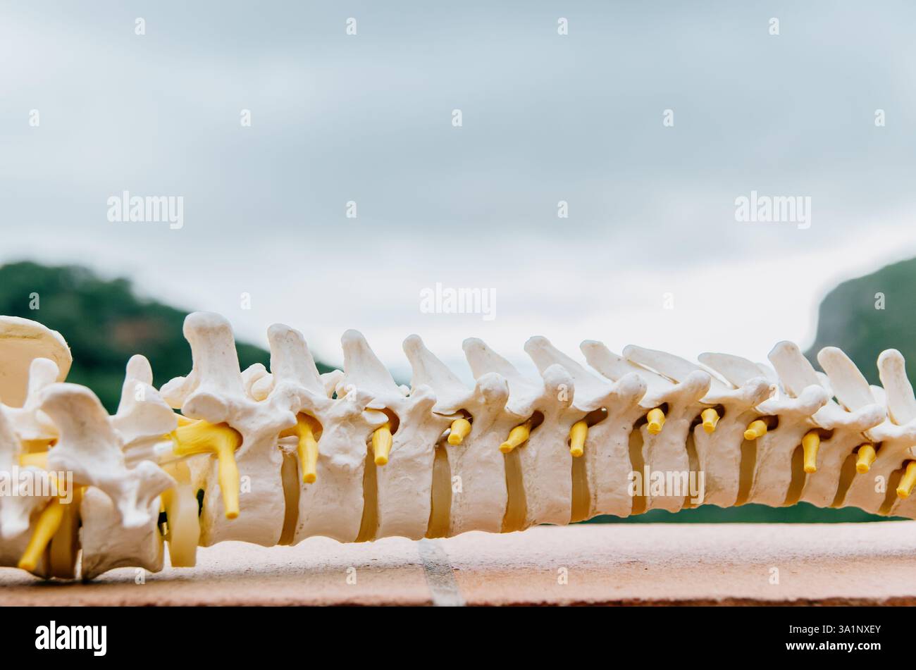 Close-up of lumbar and thoracic vertebrae in anatomical spine model ...