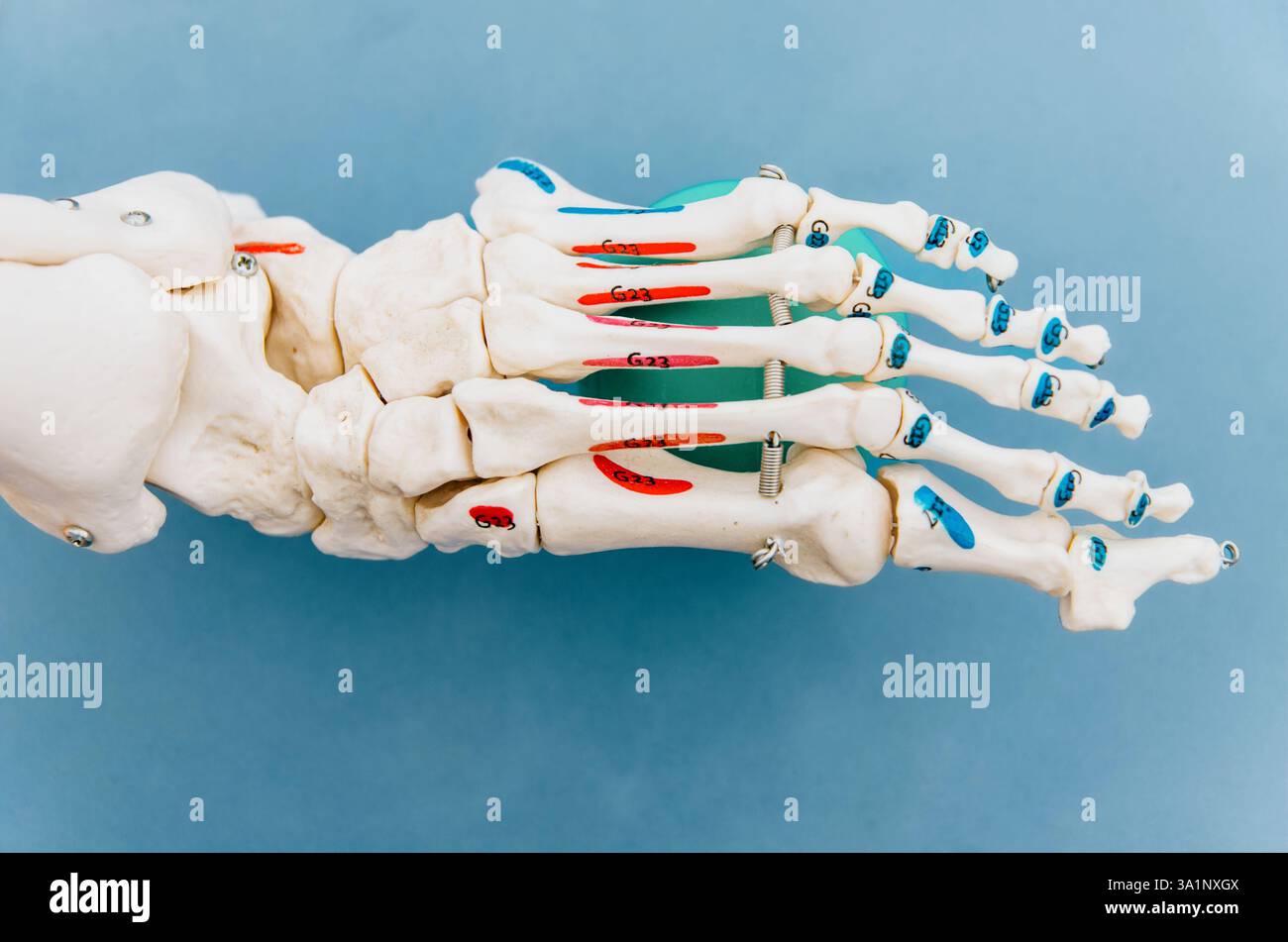 High angle view of skeletal model of foot on therapy ball demonstrating ...