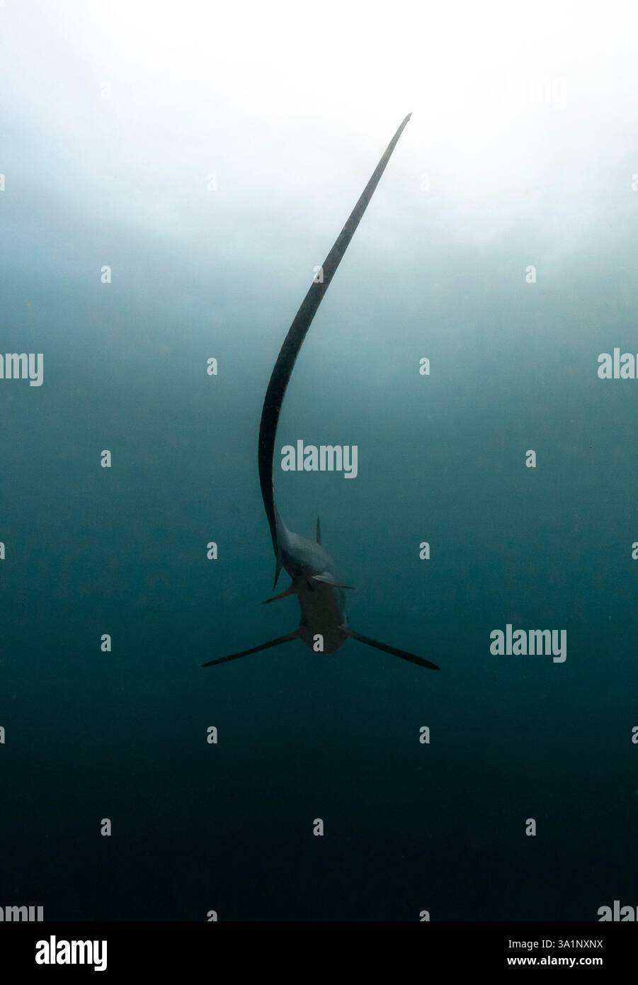 Thresher shark with long tail backside Stock Photo - Alamy