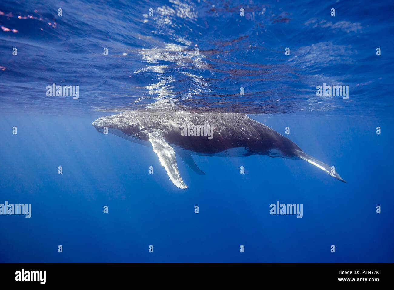 Humpback Whale playing underwater and breaching surface line Stock ...