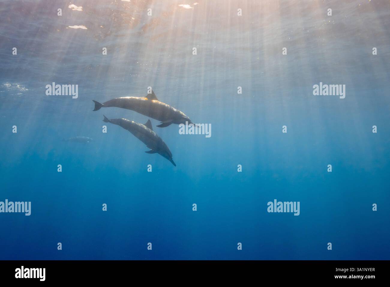 Playing with dolphins in ocean Stock Photo - Alamy