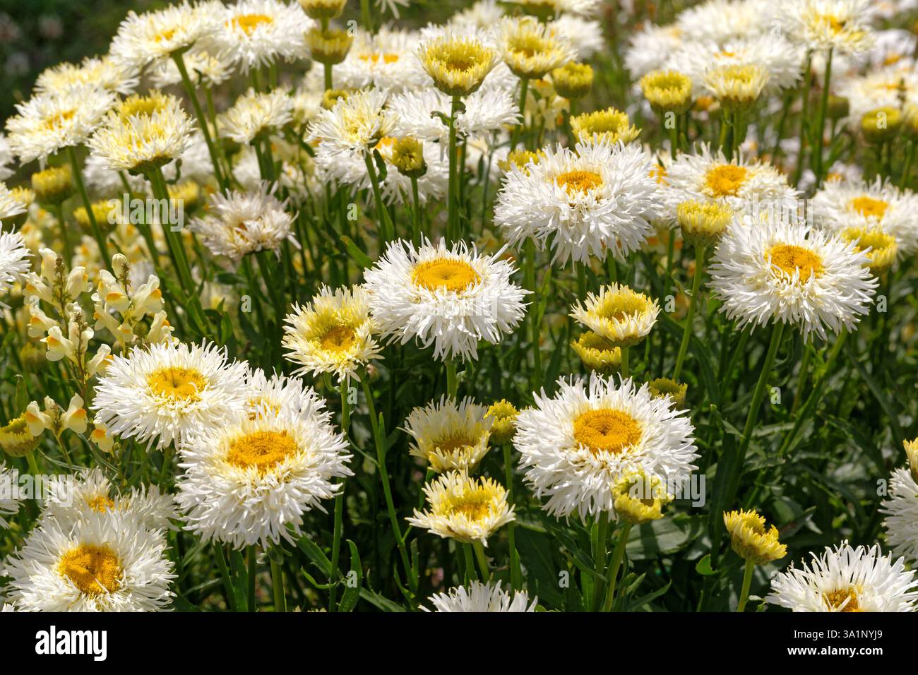 Magic picture beautiful unusual flowers in light rays. Photography with ...