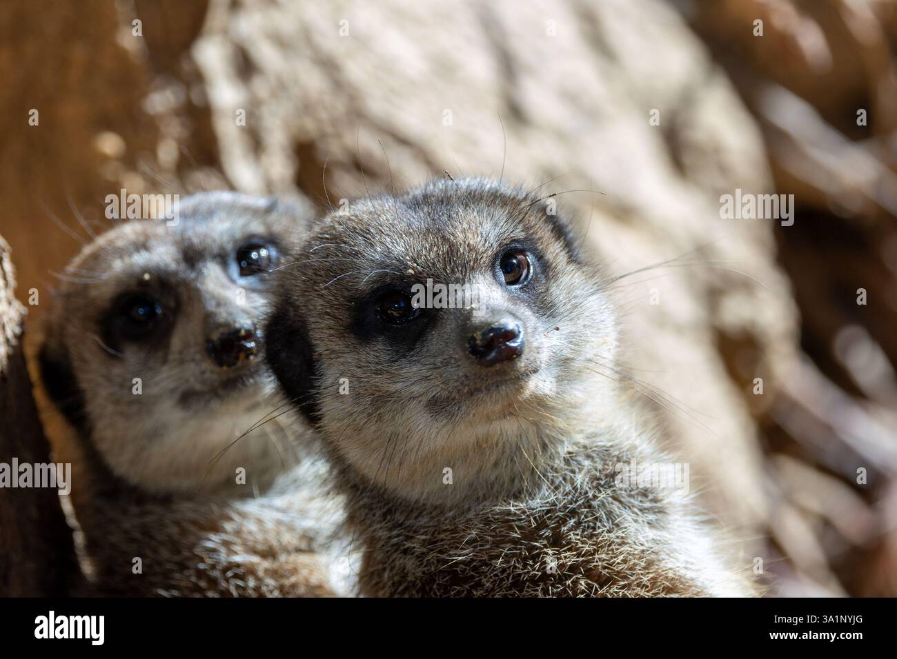The Slender-tailed Meerkat (Suricata suricatta) is a small carnivore ...