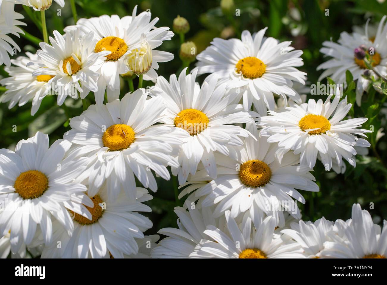 Magic picture beautiful unusual flowers in light rays. Photography with ...