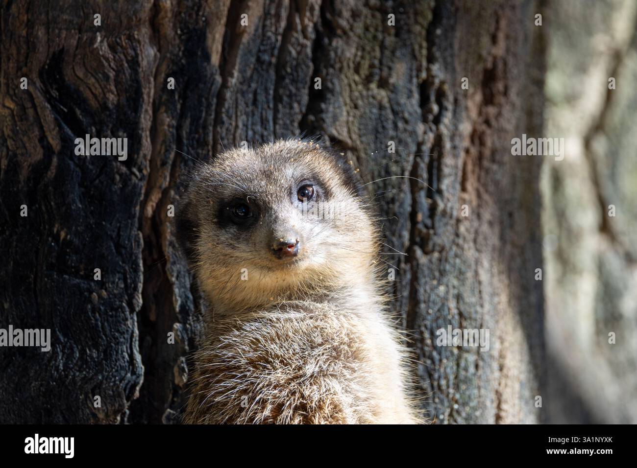 The Slender-tailed Meerkat (Suricata suricatta) is a small carnivore ...