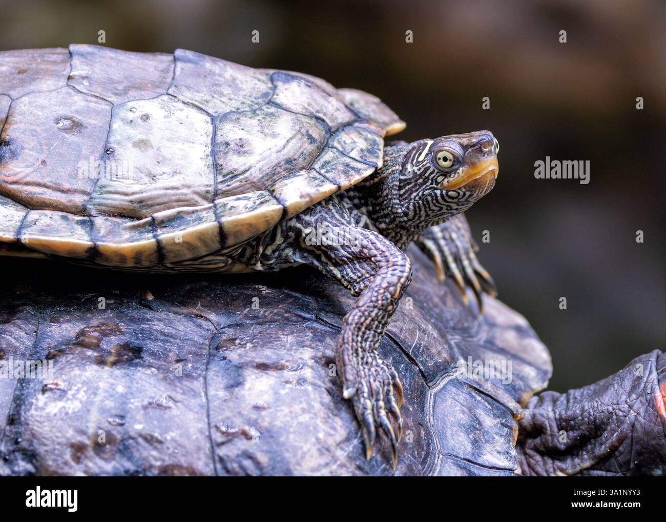 The Common Map Turtle (Graptemys geographica) is a freshwater species ...