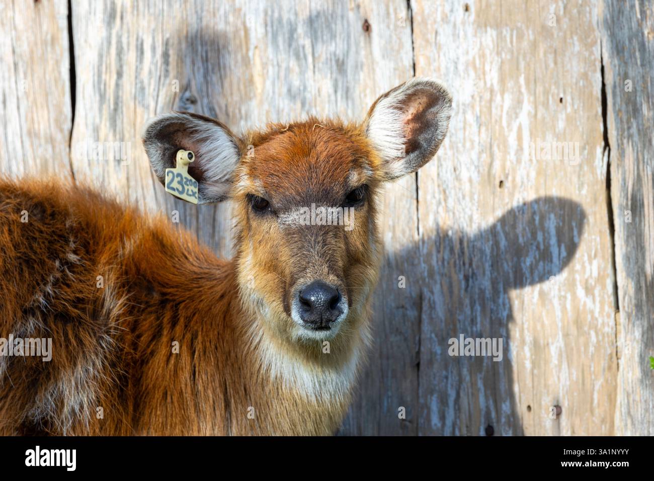 The Sitatunga Antelope (Tragelaphus spekii) is a semi-aquatic herbivore ...