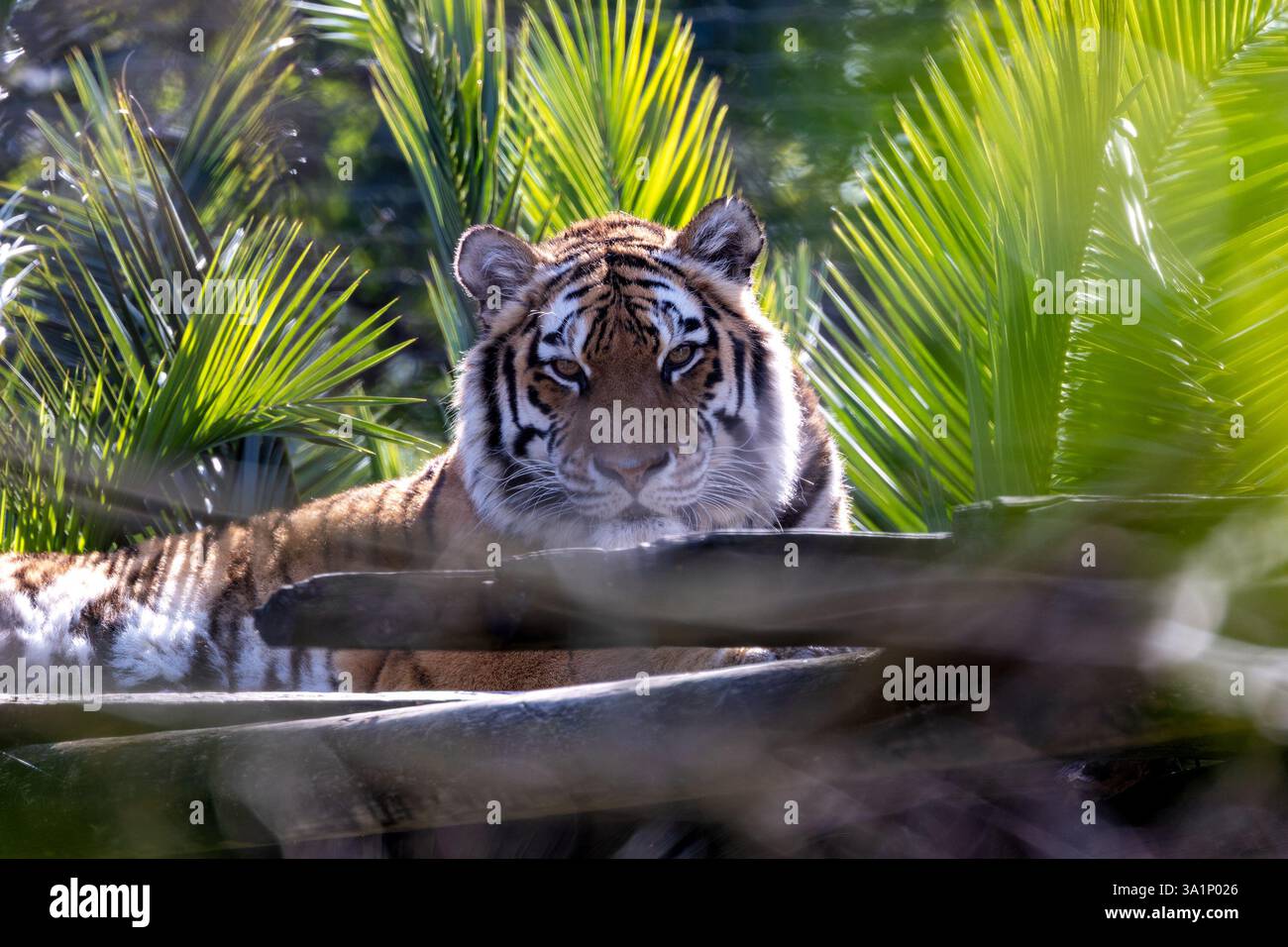 The Siberian Tiger (Panthera tigris altaica) is a powerful predator ...