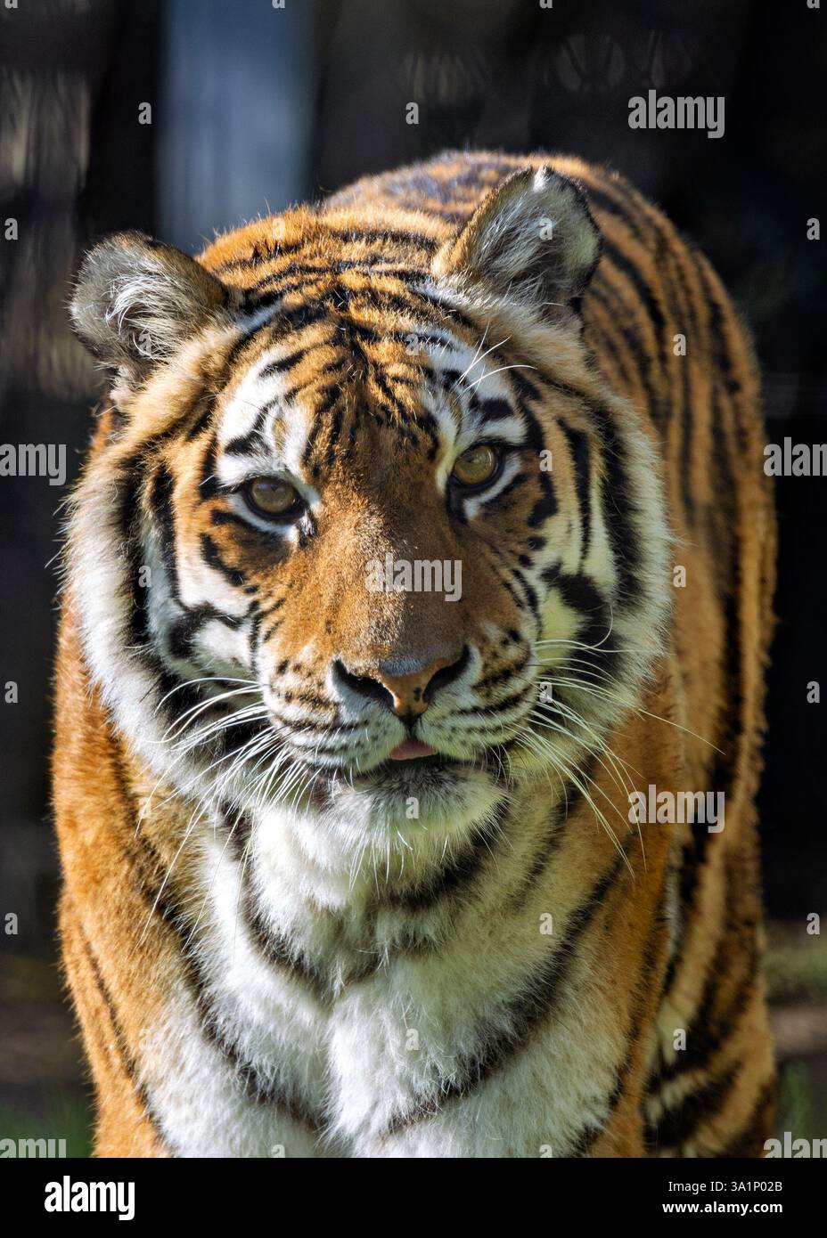 The Siberian Tiger (Panthera tigris altaica) is a powerful predator ...