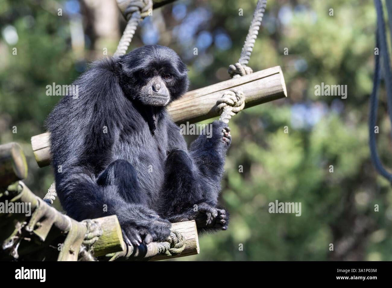 The Siamang Gibbon (Symphalangus syndactylus) is a large arboreal ...