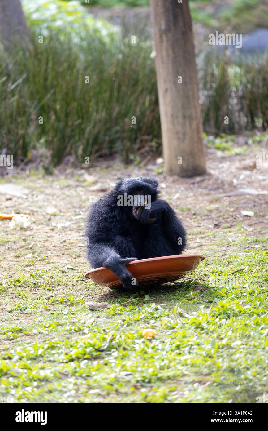 The Siamang Gibbon (Symphalangus syndactylus) is a large arboreal ...