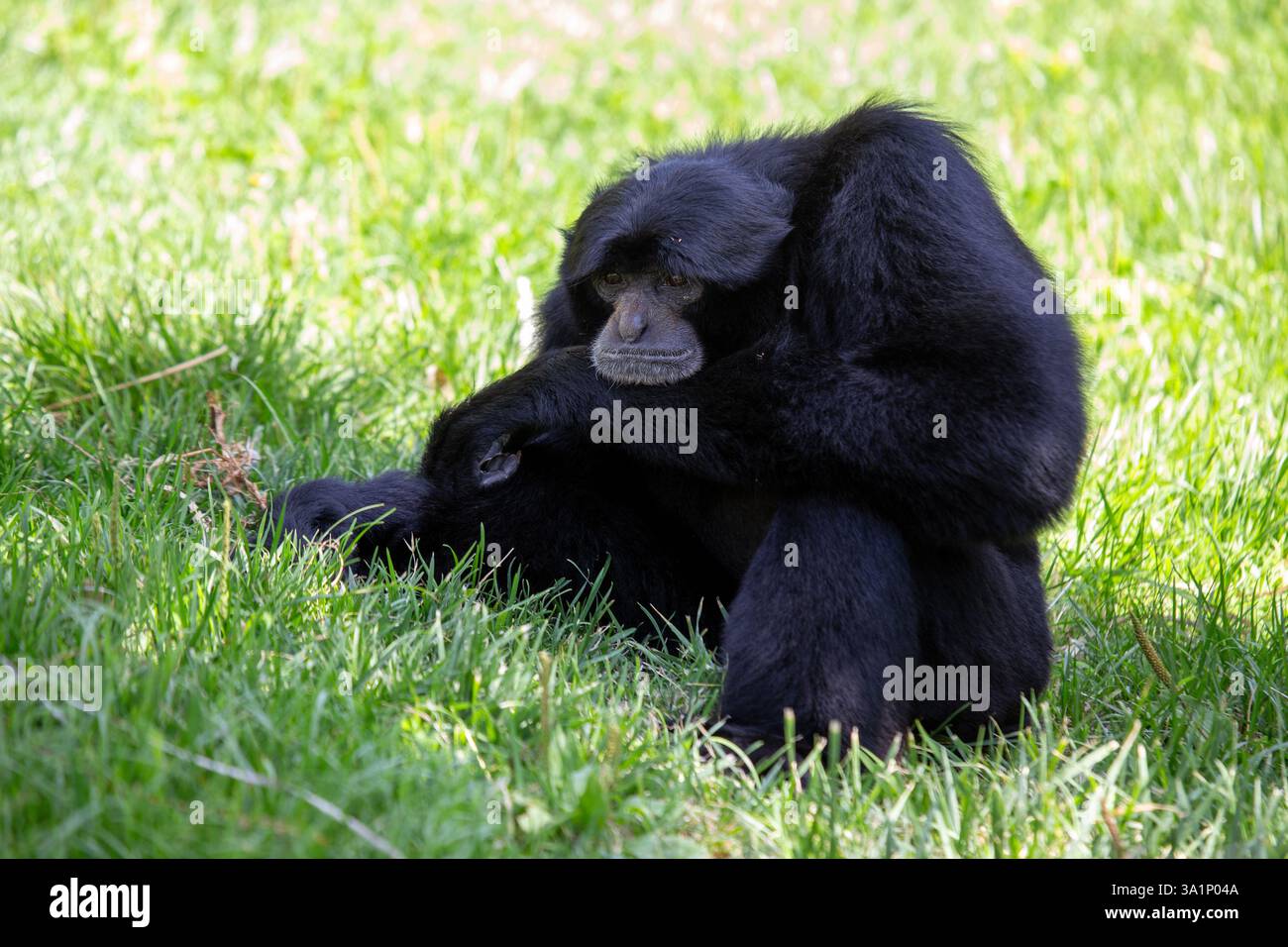The Siamang Gibbon (Symphalangus syndactylus) is a large arboreal ...