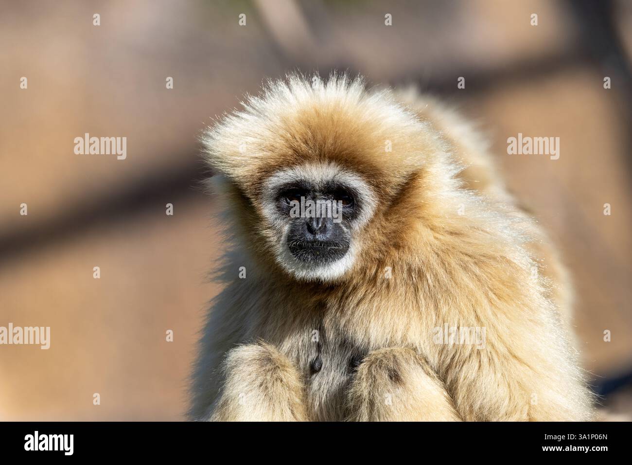 The Lar Gibbon (Hylobates lar) is a tree-dwelling primate found in ...