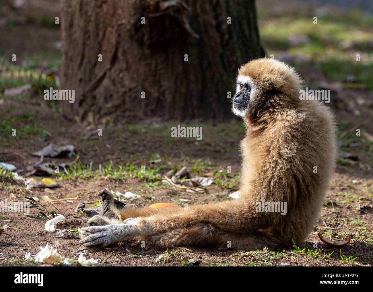 The Lar Gibbon (Hylobates lar) is a tree-dwelling primate found in ...
