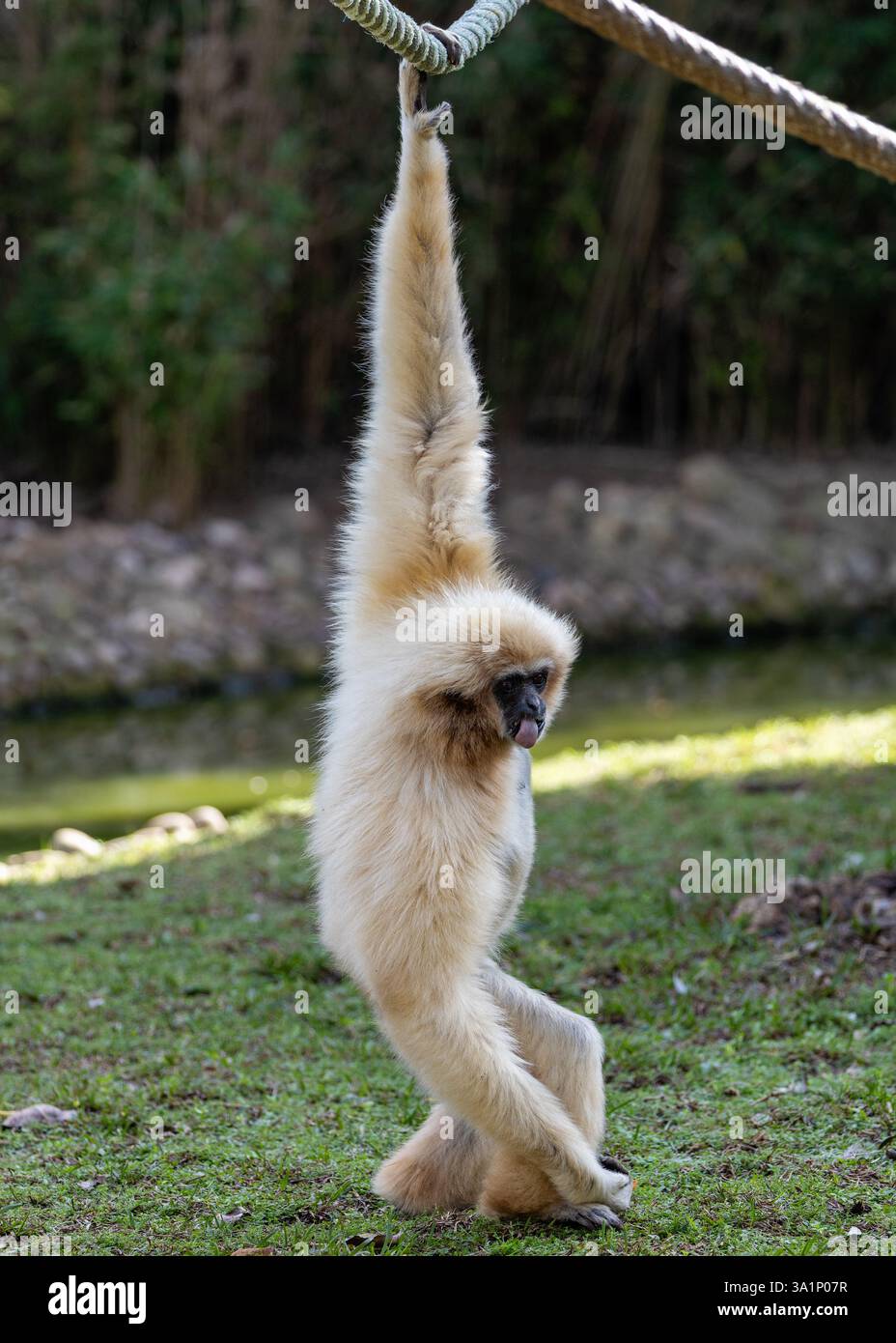 The Lar Gibbon (Hylobates lar) is a tree-dwelling primate found in ...