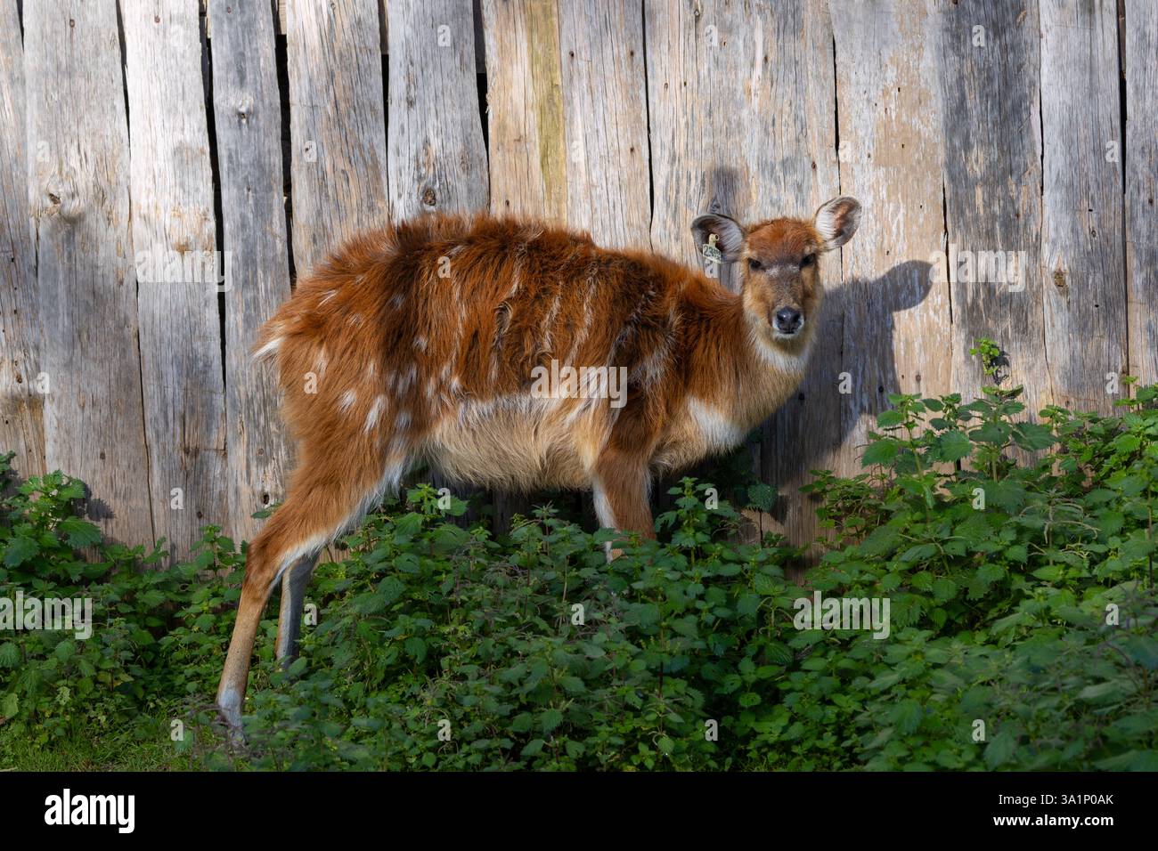 The Sitatunga Antelope (Tragelaphus spekii) is a semi-aquatic herbivore ...