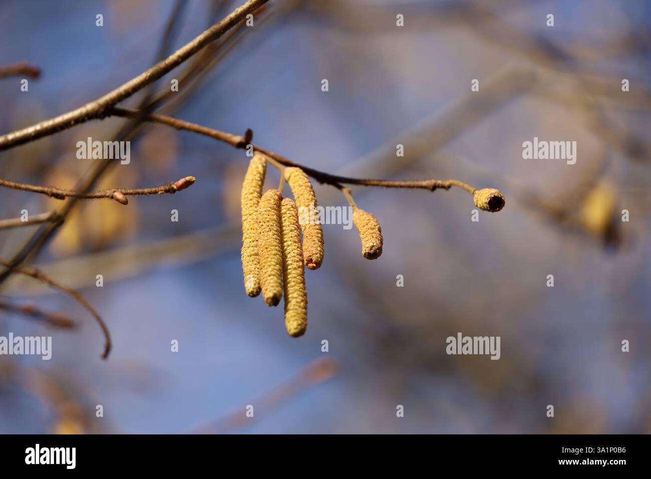 Hazel catkins on a tree branch. Forest in early spring, allergenic ...