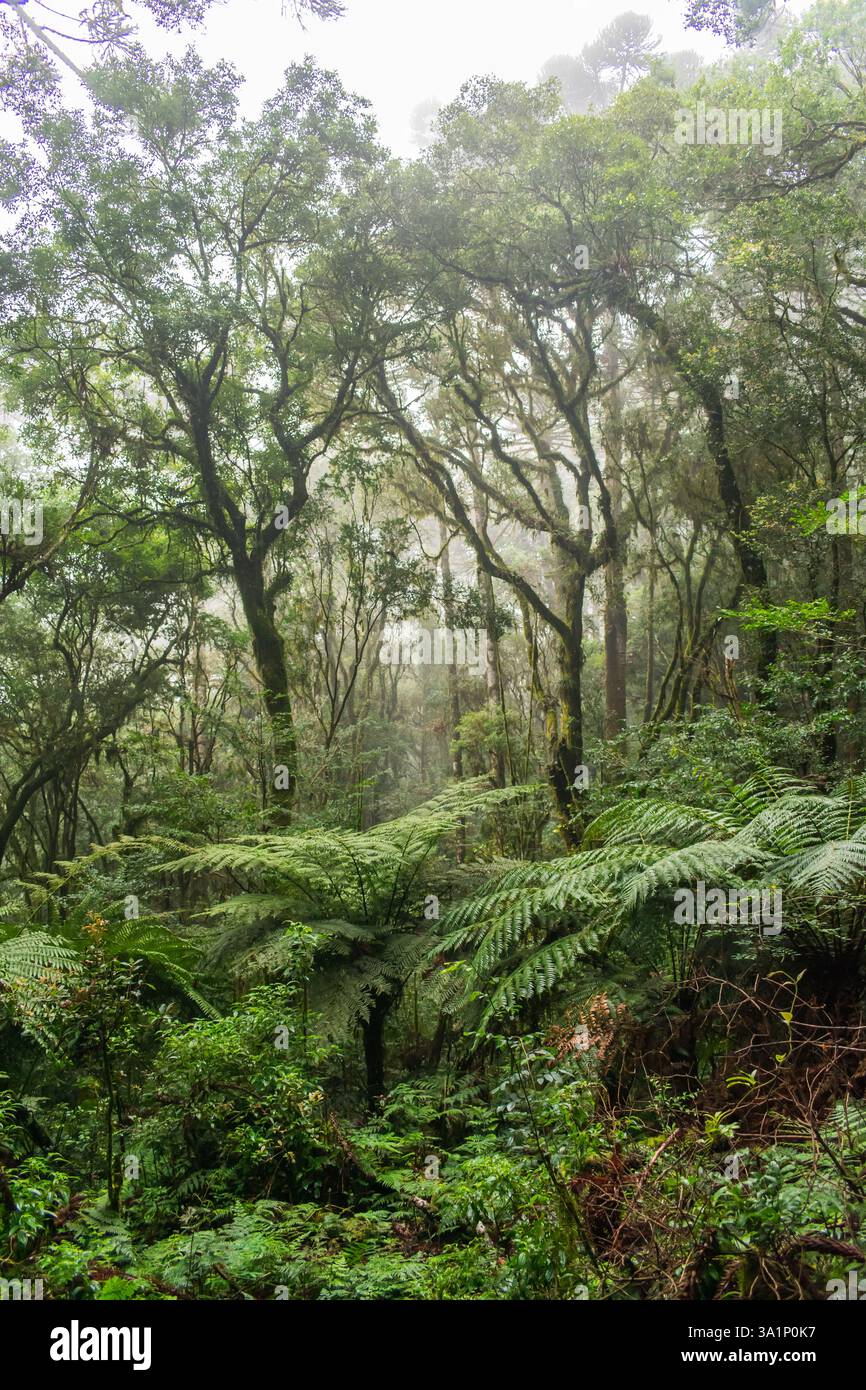 Inside an Araucaria moist forest (Mixed ombrophilous forest) - Sao ...