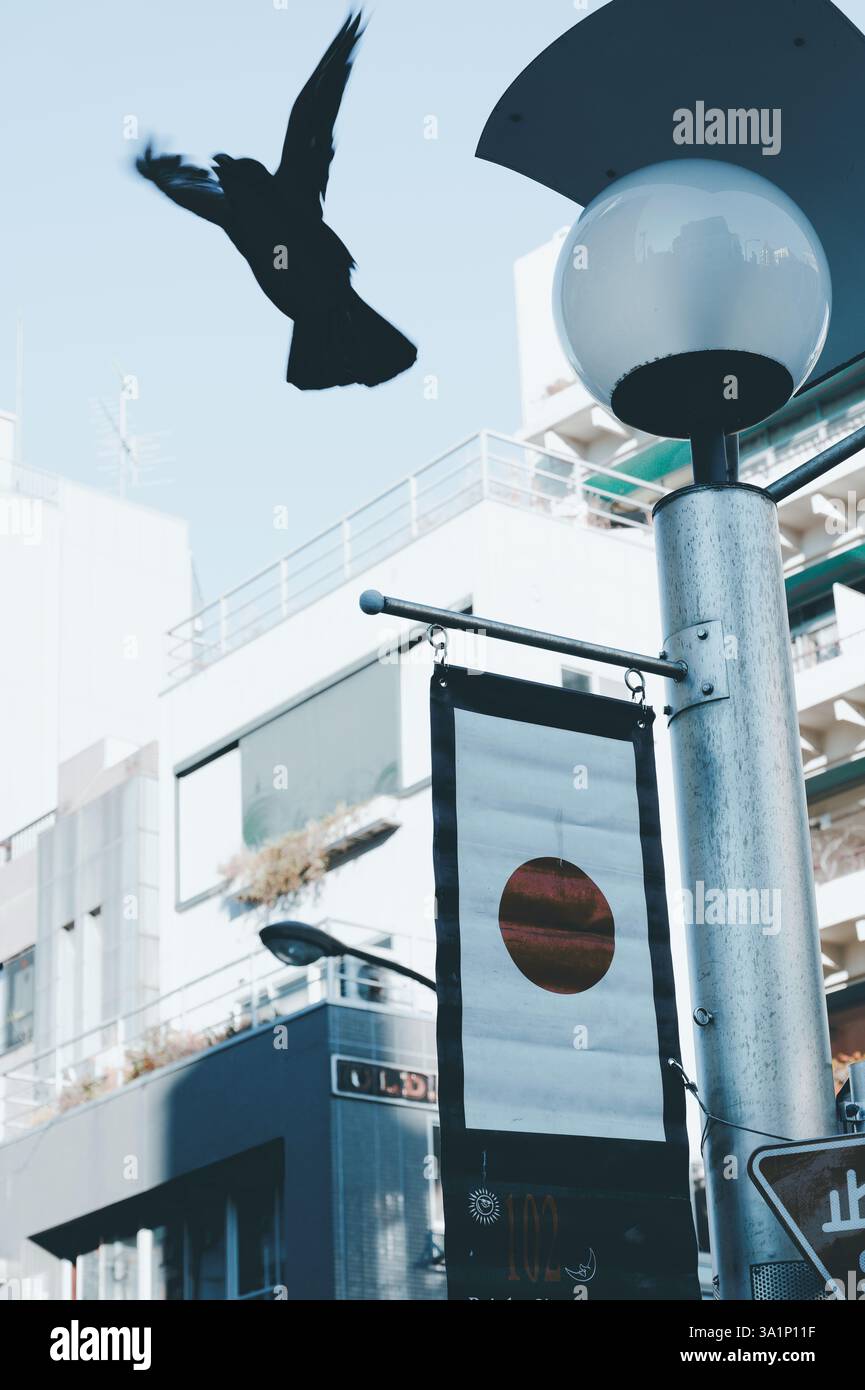 Cuervos japoneses hi-res stock photography and images - Alamy