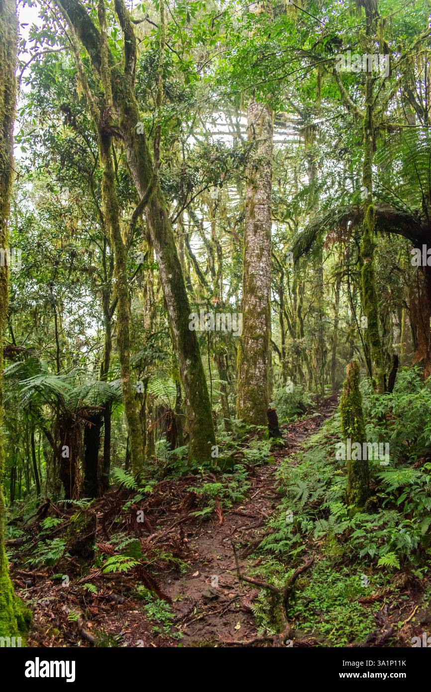 Inside an Araucaria moist forest (Mixed ombrophilous forest) - Sao ...