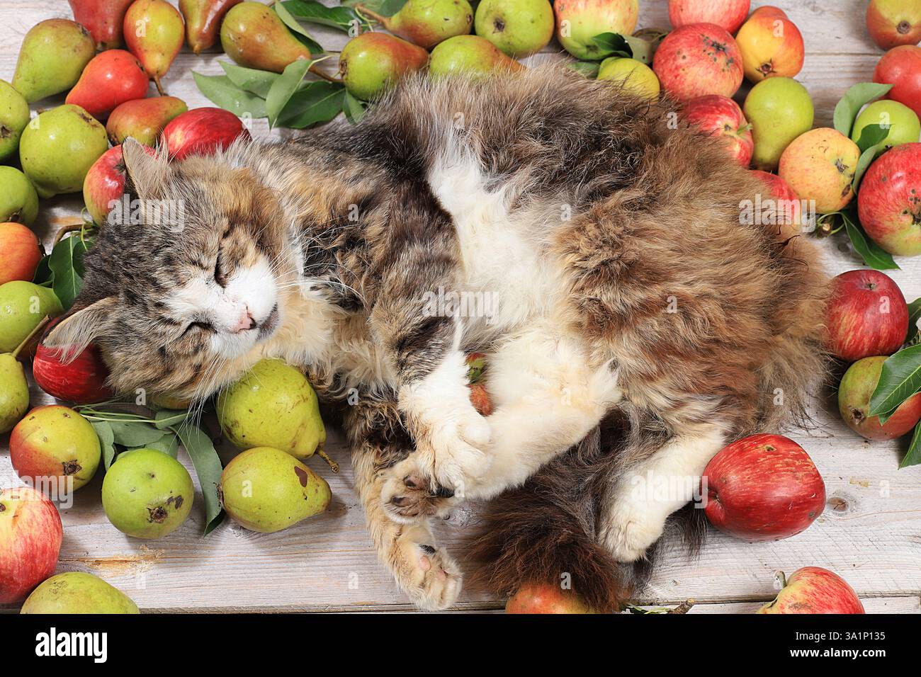 Funny fluffy cat on the table with apples and pears, harvesting in the ...
