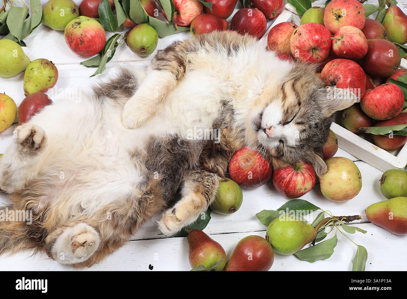 Funny fluffy cat on the table with apples and pears, harvesting in the ...