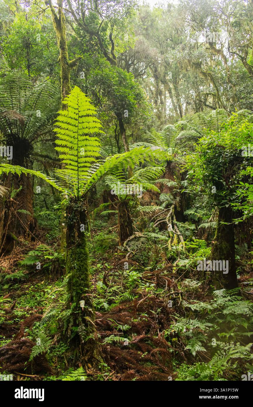 Inside an Araucaria moist forest (Mixed ombrophilous forest) - Sao ...