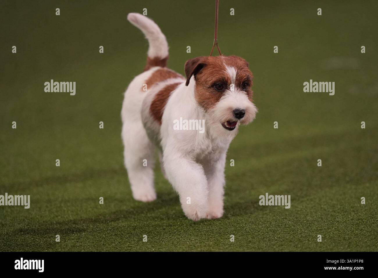 Finalist, Liza a miniature schnauzer owned Ante Lucin from Split ...