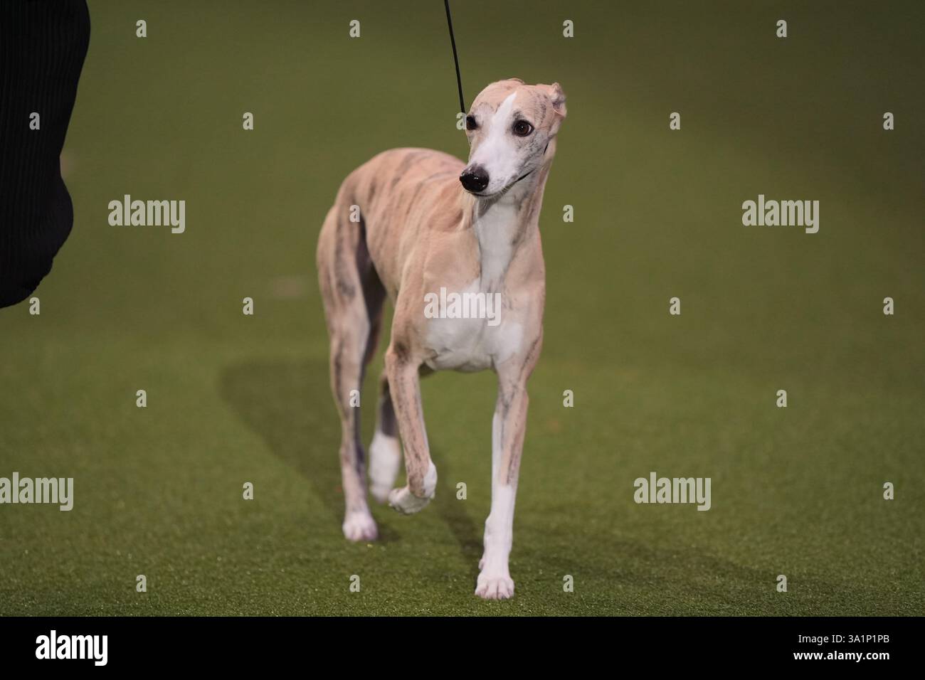 Finalist, whippet Miuccia during the Best in Show final at the Crufts Dog Show at the National ...