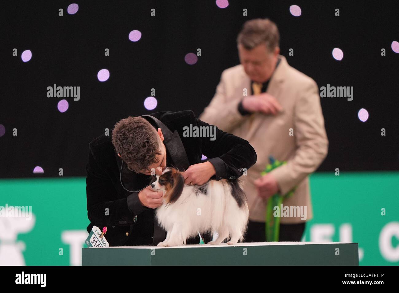 Finalist, Sophia a Papillon owned by Glenn Robb from Oswestry during ...