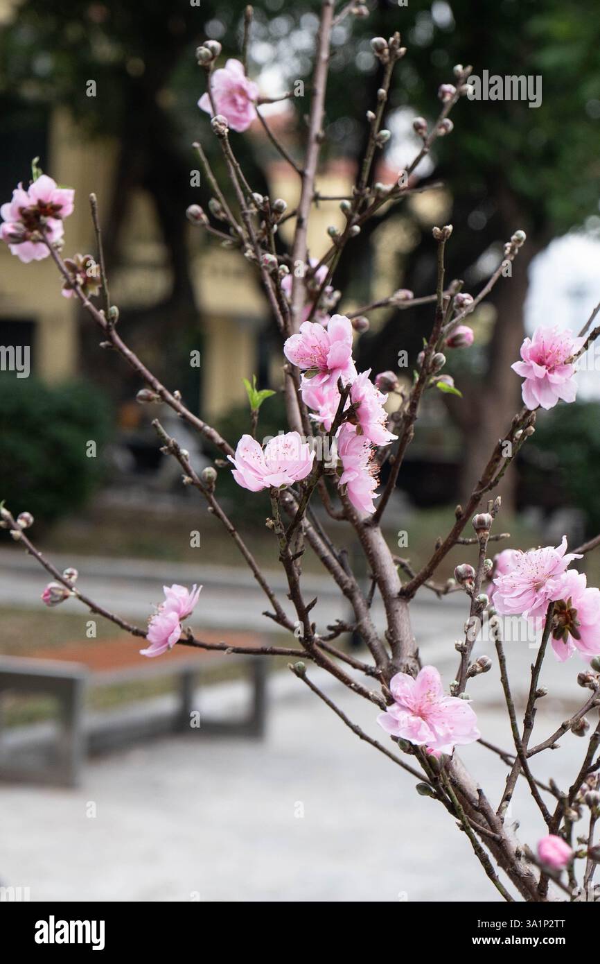 Cherry blossoms burst into bloom, adding a touch of beauty to the ...
