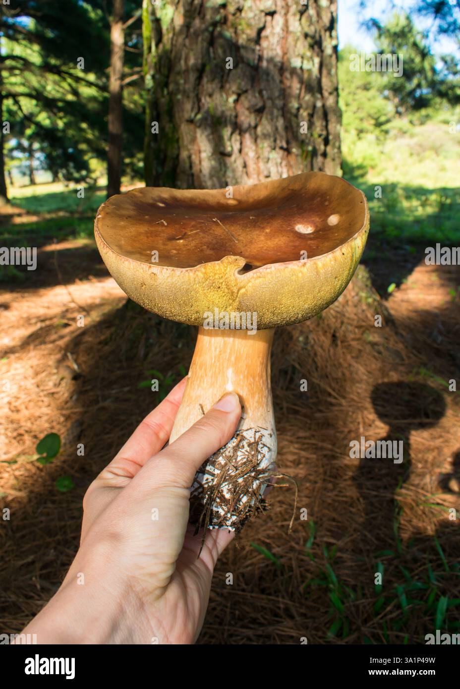 Hand holding a King Bolete mushroom (Boletus edulis) in Sao Francisco ...