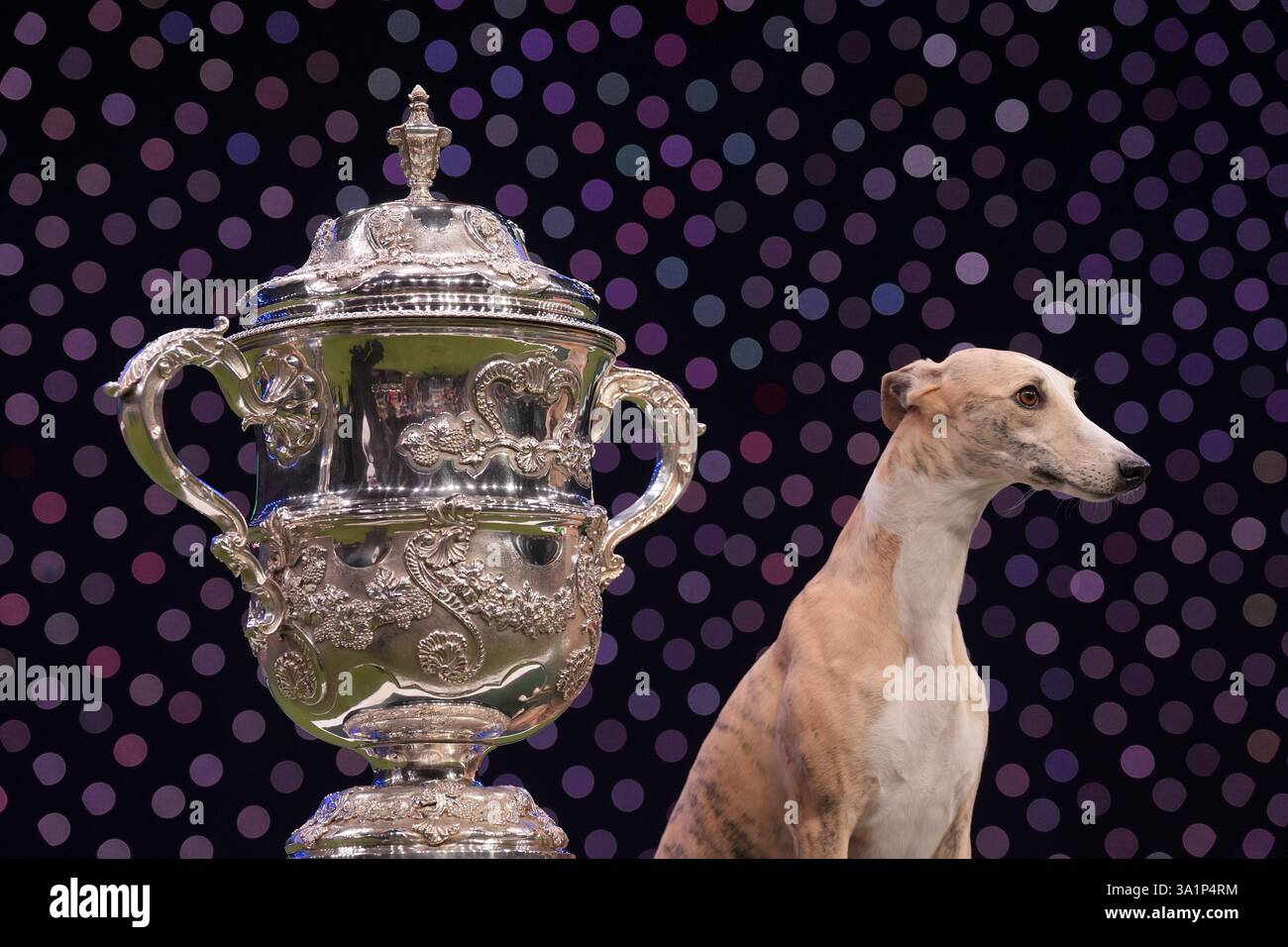 Whippet Miuccia, winner of the Best in Show final at the Crufts Dog Show at the National ...