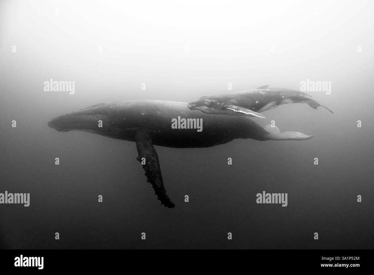 Its blue water Black and White Stock Photos & Images - Alamy