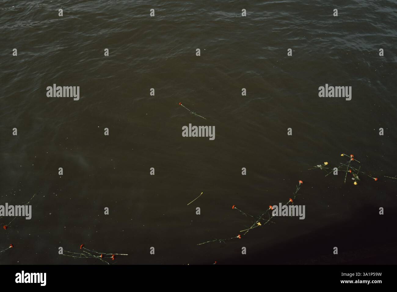 A Covid-19 Day of Reflection takes place at the National Covid Memorial ...