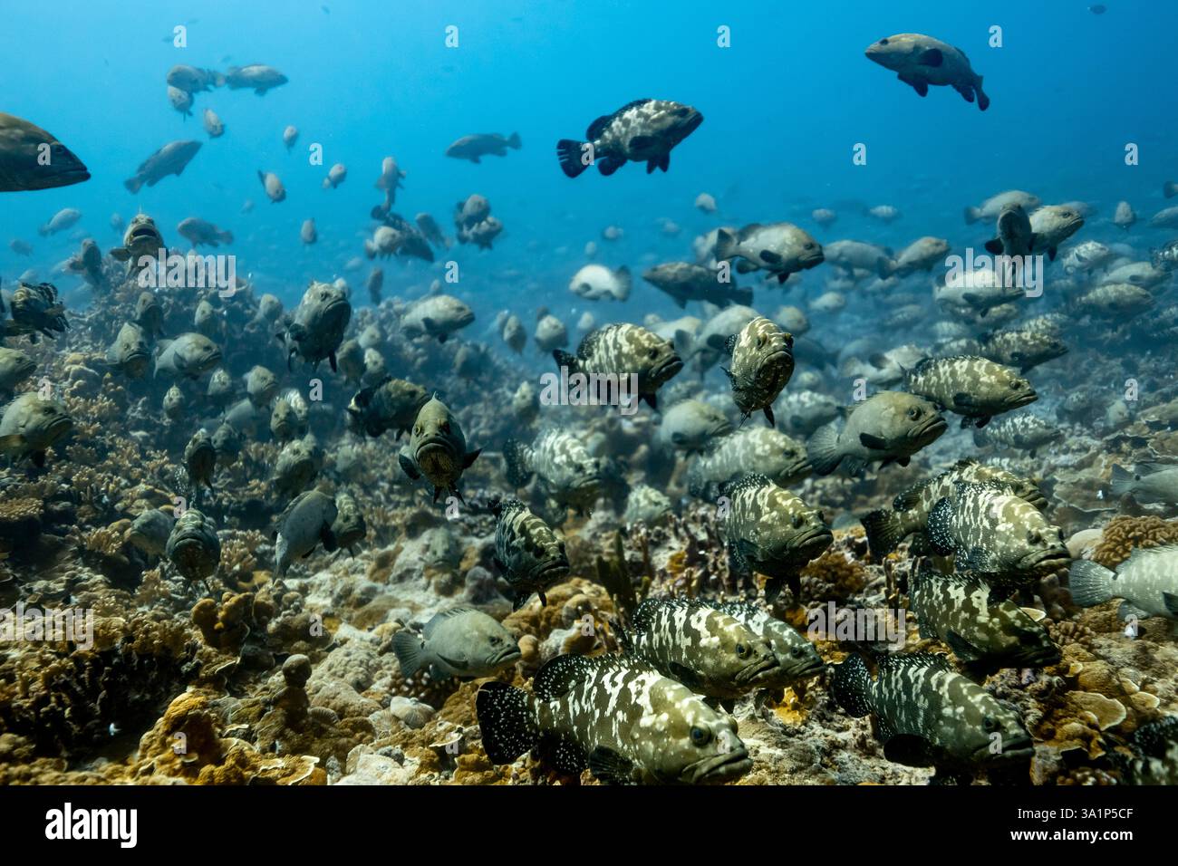 Spawning event in fakarava with thousands of grouper fishover coral ...