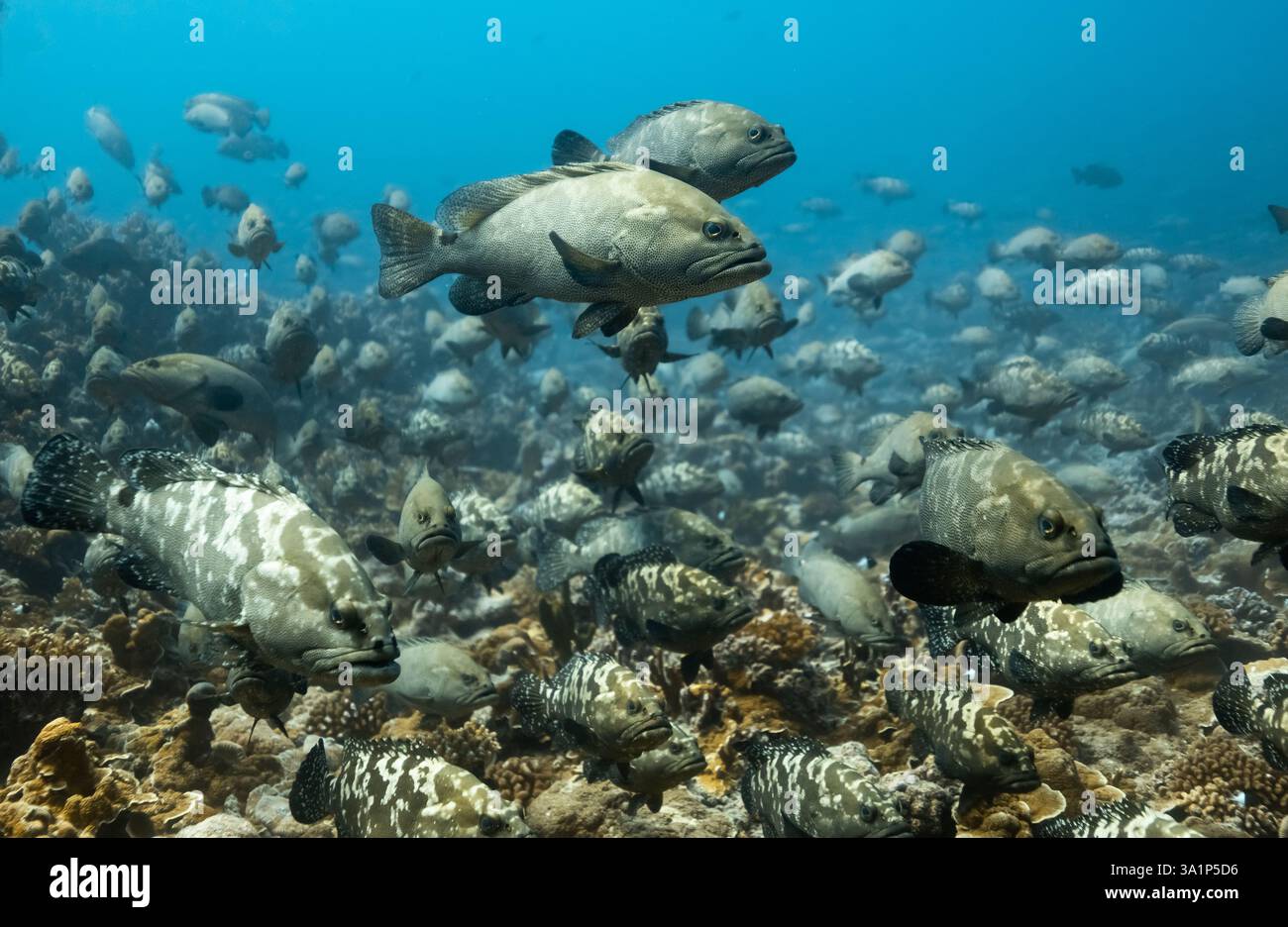 Spawning event in fakarava with thousands of grouper fishover coral ...